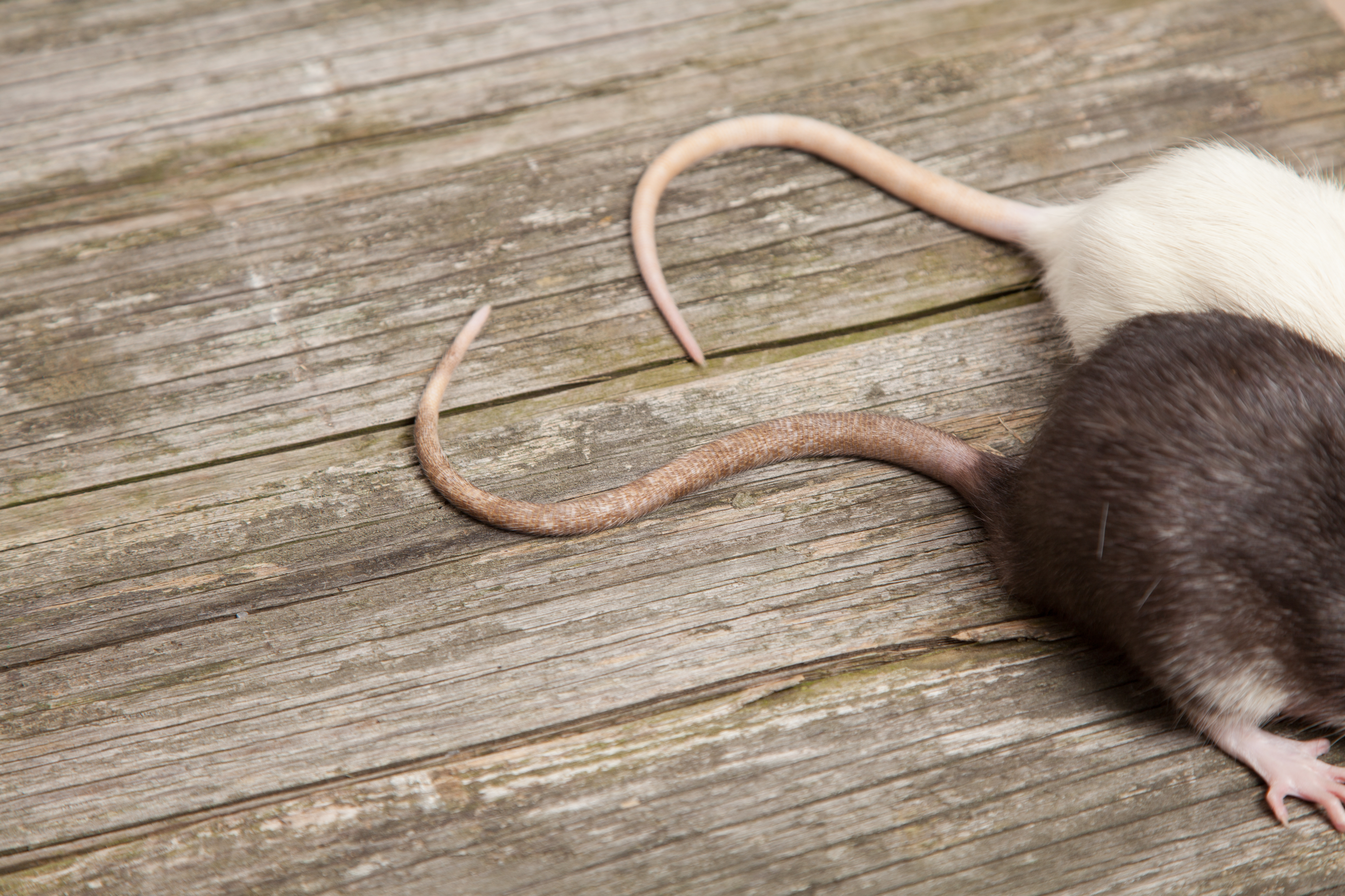 6 Common Rodents Found in Tennessee Homes | Picture Identification